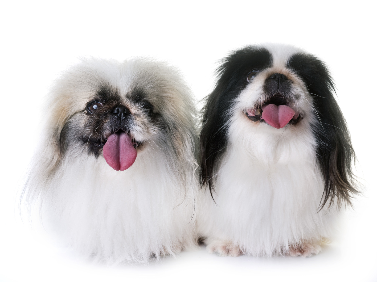 5 Chinese Dog Breeds You Will Adore - Doggy Blogger