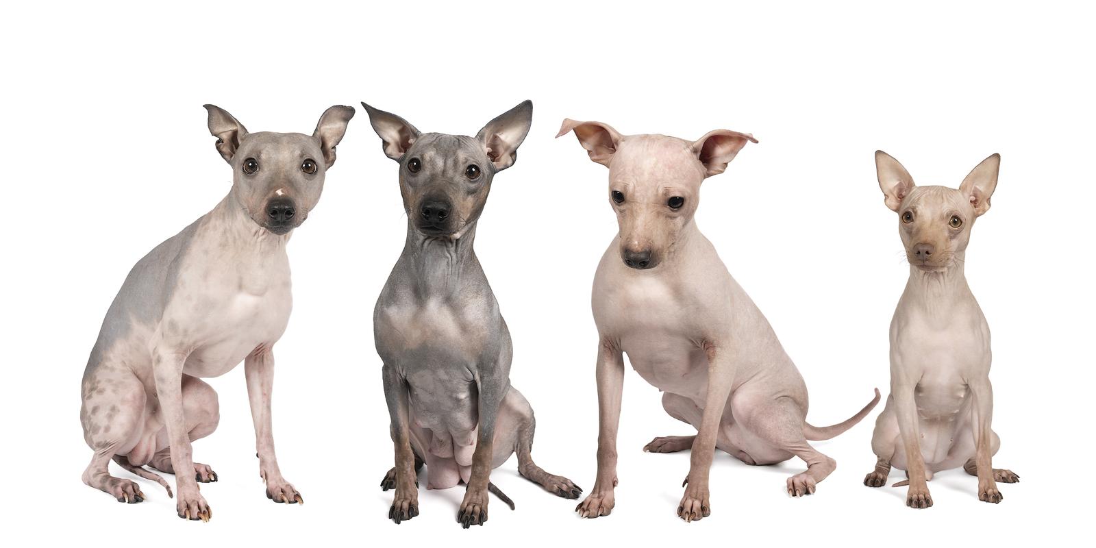 5 Adorable Hairless Dog Breeds - Doggy Blogger