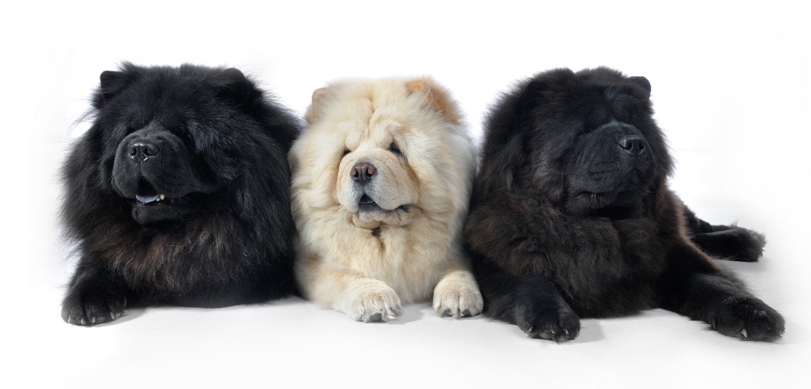 5 Chinese Dog Breeds You Will Adore - Doggy Blogger